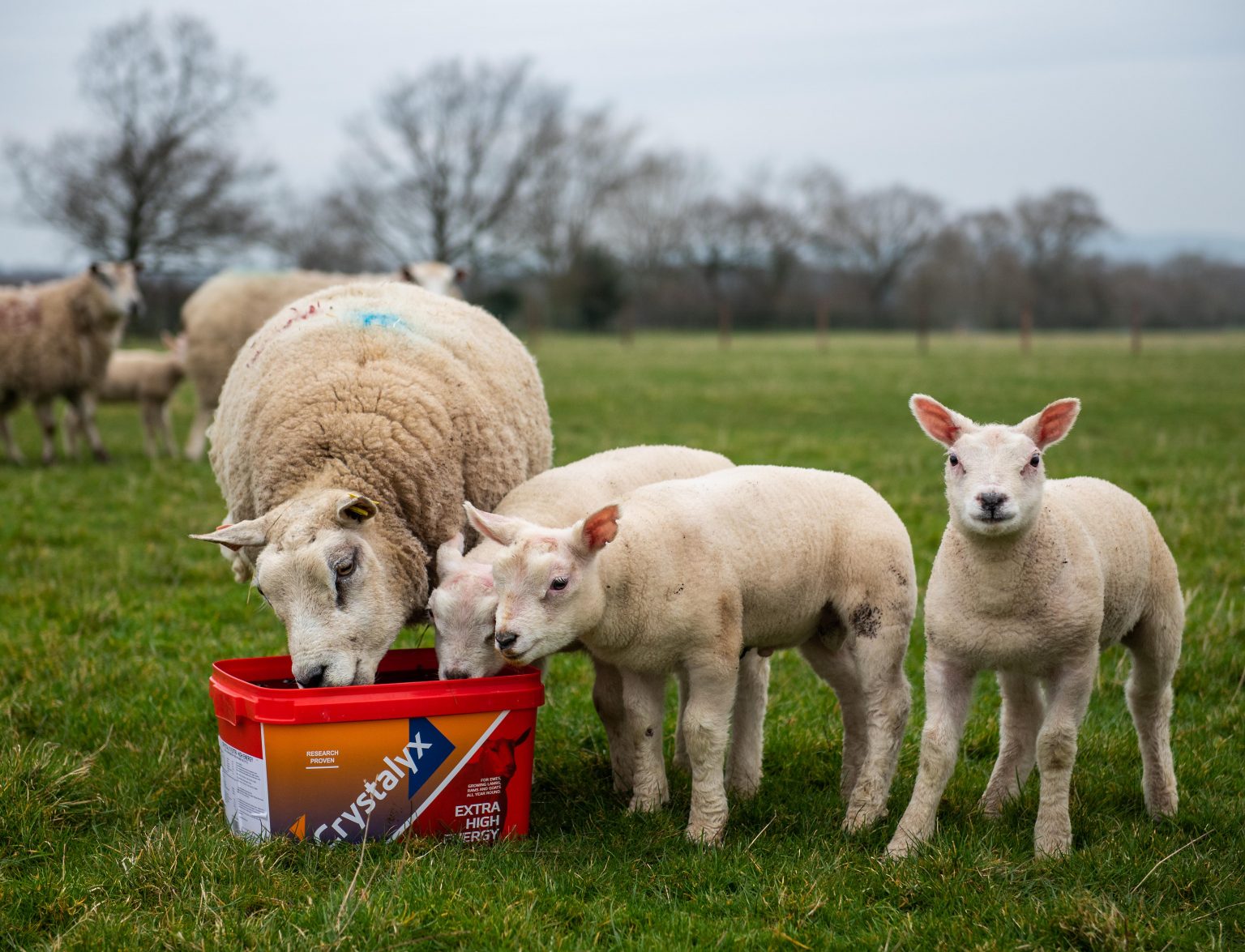sheep nutrition – Crystalyx