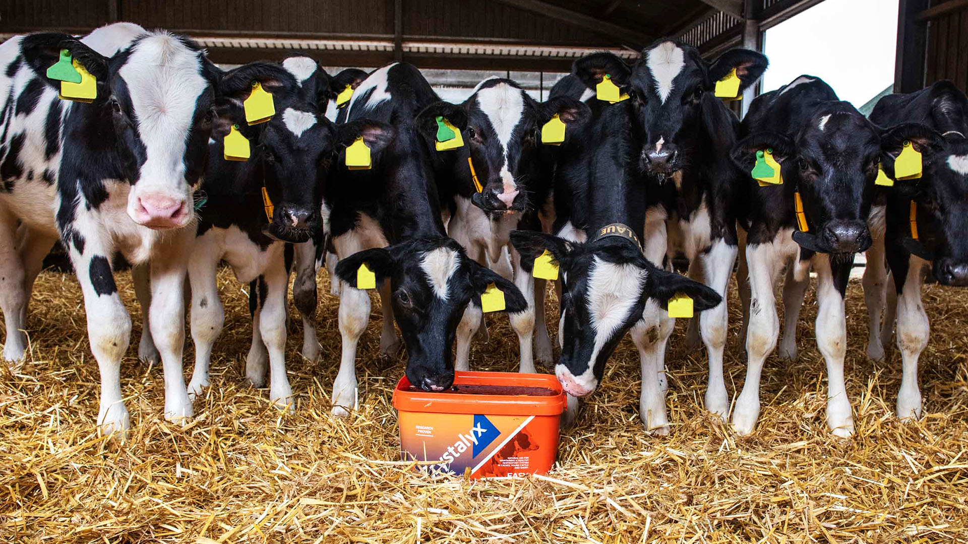 Crystalyx Easy Breather – Crystalyx