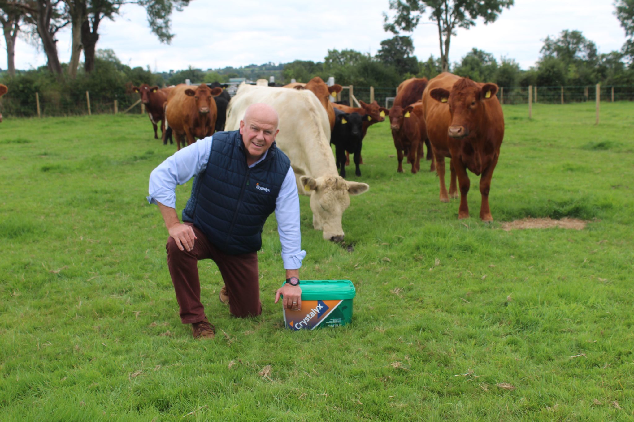 High-Mag feed blocks prove their worth in Northern Ireland – Crystalyx